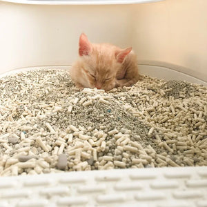Why Do Cats Lay in Litter Box