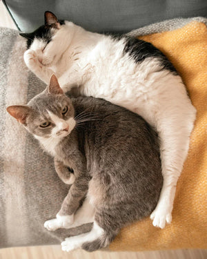 Why Does My Cat Have Diarrhea in Winter? Causes and How to Help