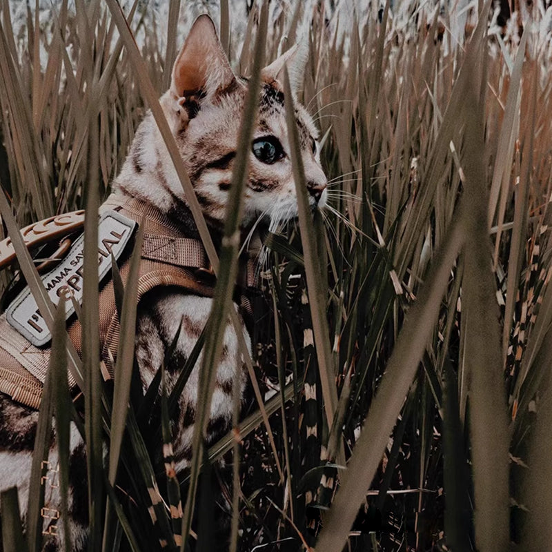 Tactical Cat Harness – Pet Supplies,Pet Stores | Lovepetin.com